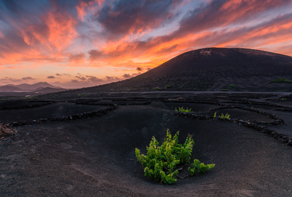 Salt, grit and power: exploring Europe's volcanic wines
